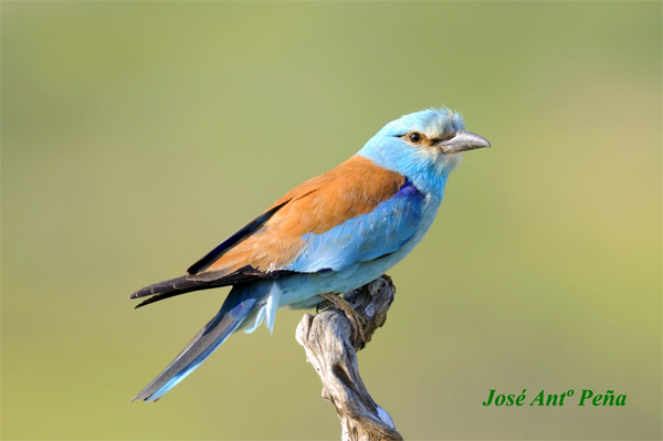 La carraca, ave del año - Blog del COBCM