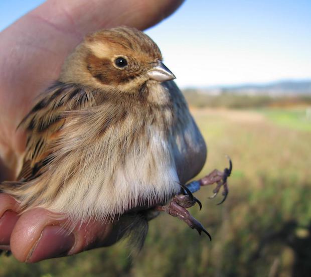 Nueva edición del curso de Educador e Intérprete Ambiental