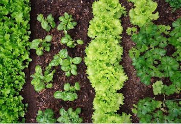Cursos online de Restauración ambiental y de Agricultura ecológica ...