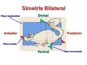 Animales con simetría bilateral. Otro éxito evolutivo - Blog del COBCM