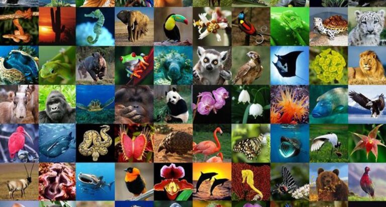 La extraordinaria diversidad de los animales en la naturaleza - Blog ...