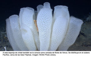 Las esponjas: morfología y características. - Blog del COBCM